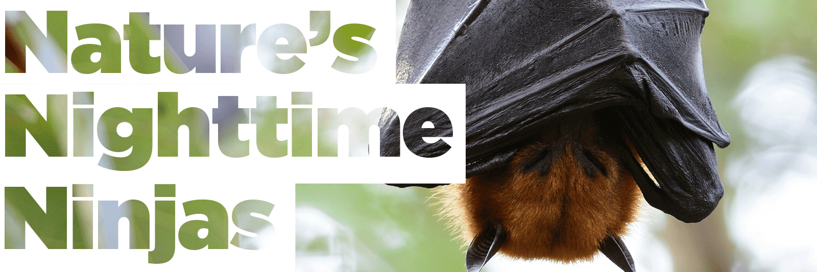 Bat-tastic Discovery Awaits: Check Out the ORL's New BatPack Kit ...